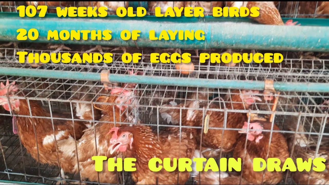 It's Time To Sell Our Old Layer Birds At 107 Weeks: Eggs Produced, Peak ...