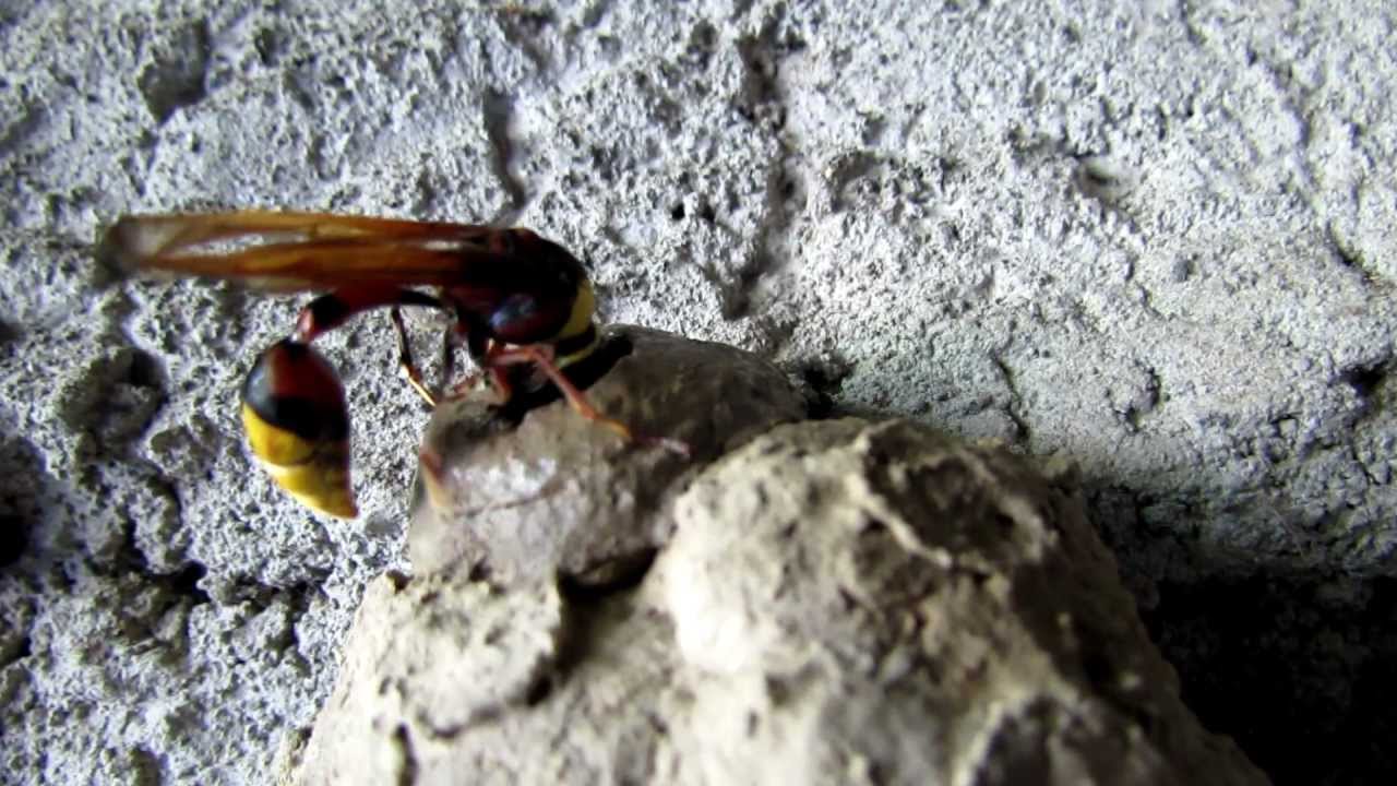 Wasp builds clay nest - YouTube