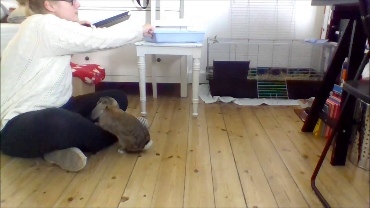 Clicker Train Your Rabbit - Jumping in a tray - Part 2 - YouTube