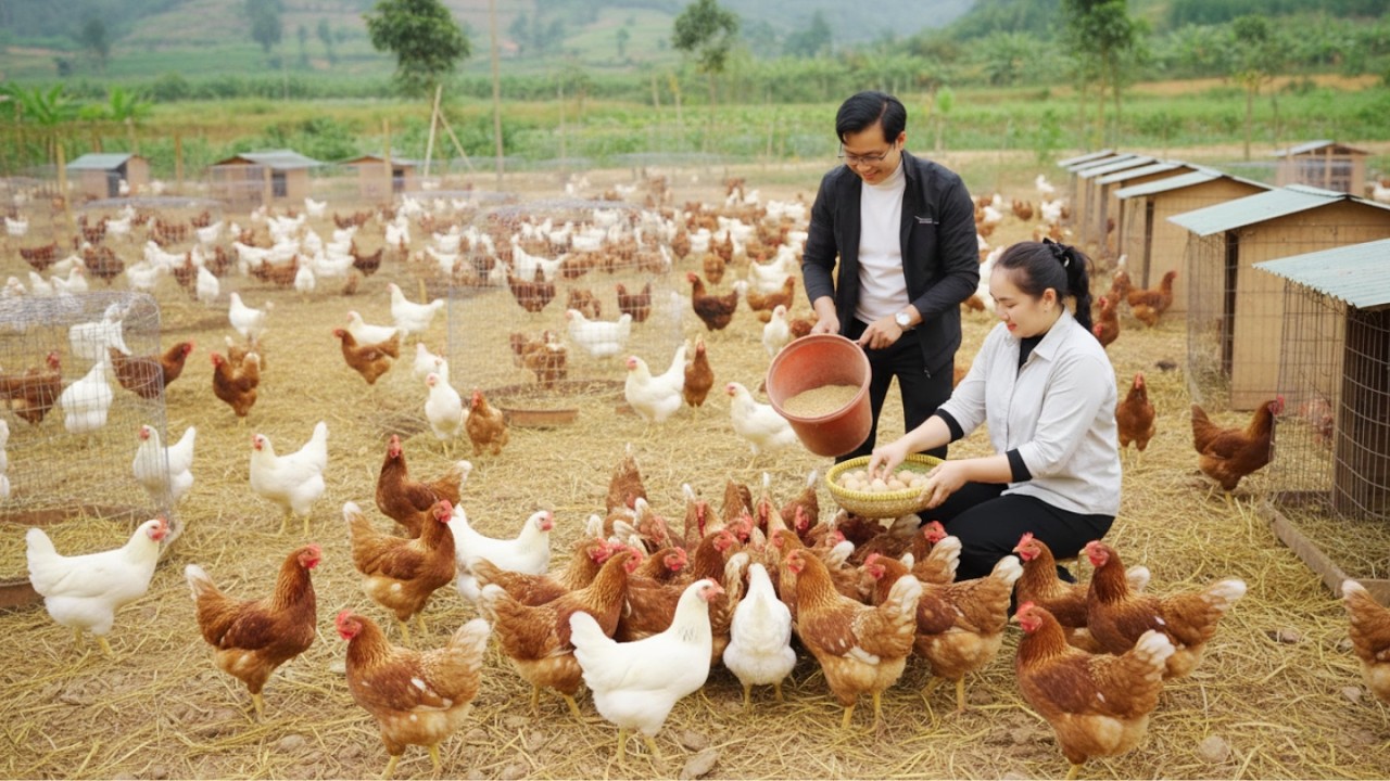 Ly Tu Tien & Jack Expand Their Farm with 1,000 Chickens | Peaceful ...
