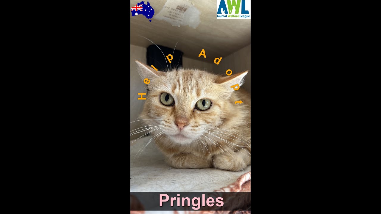 🐾Help adopt Pringles! Cat / Australia / Wingfield / Animal Welfare ...