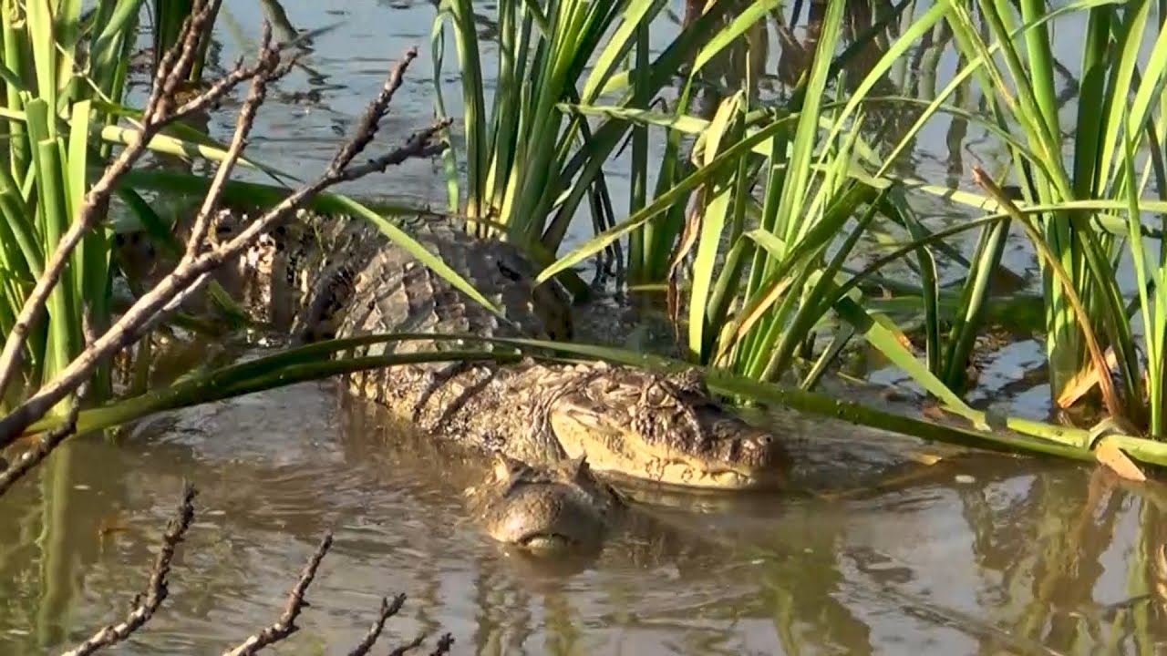 JACARÉ-DE-PAPO-AMARELO com boas intenções (CAIMAN LATIROSTRIS) BROAD ...