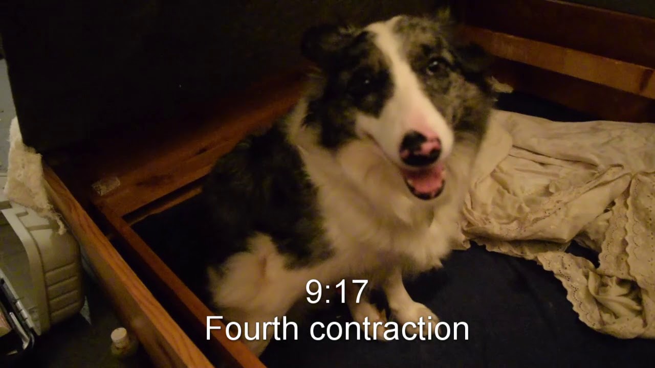 How Long Does A Border Collie Take To Give Birth