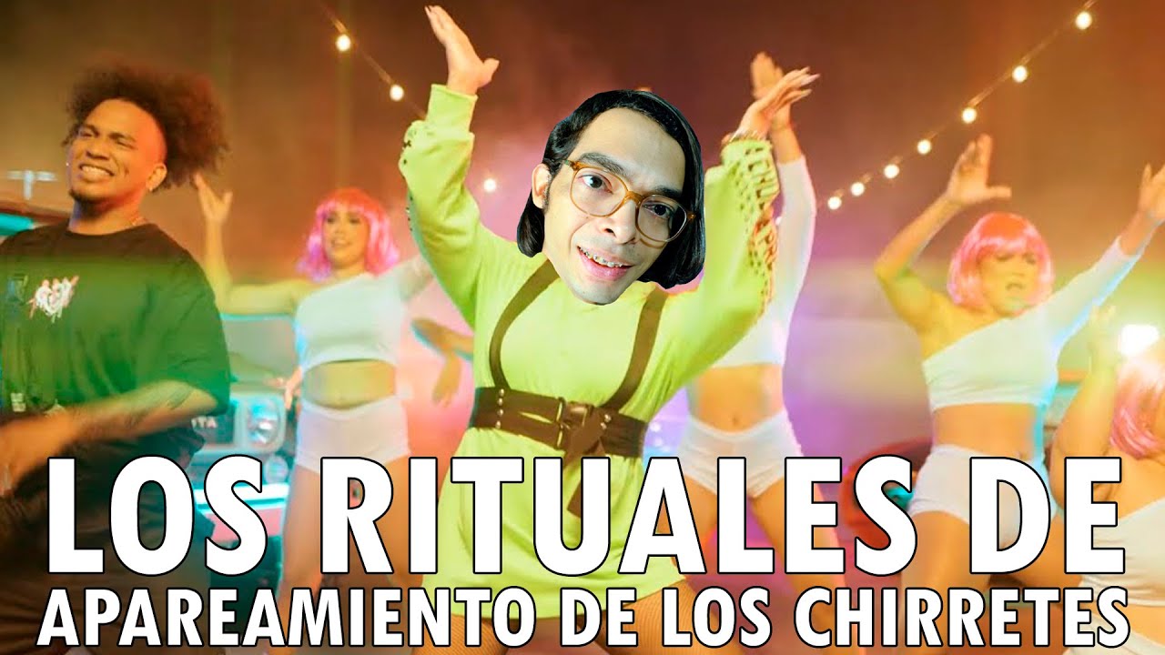LOS RITUALES DE APAREAMIENTO DE LOS CHIRRETES - YouTube