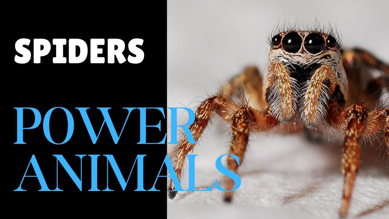 Power Animal Series #11 - Spiders - YouTube