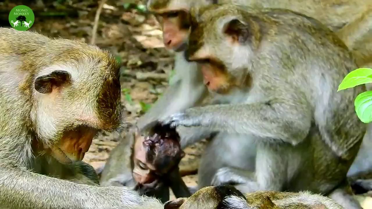 Baby Feeling Scare Of Male Monkey ST1427 Mono Monkey - YouTube