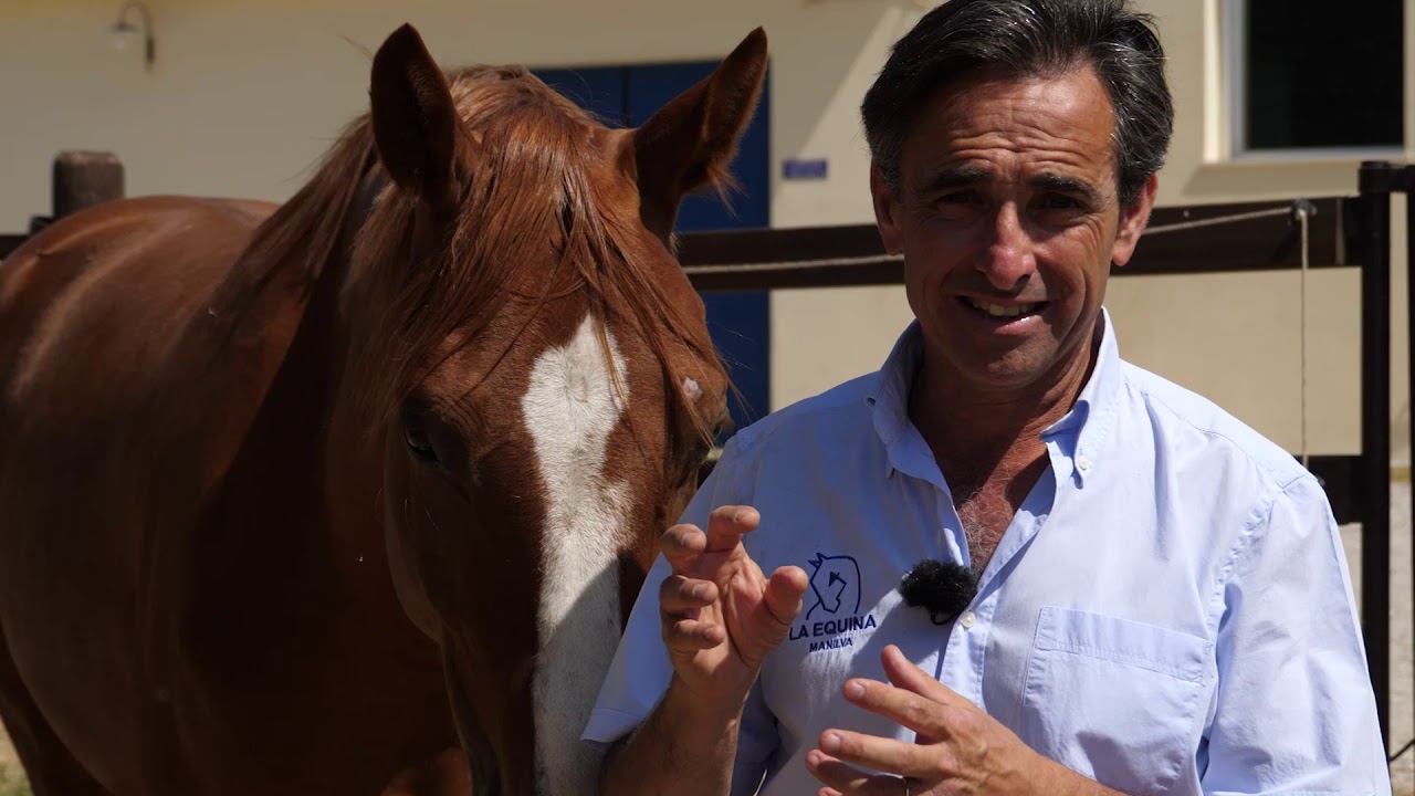 Inseminación o monta natural - YouTube