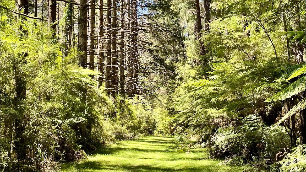 Walk with me in this enchanted Redwood Forest Warburton, Victoria ...