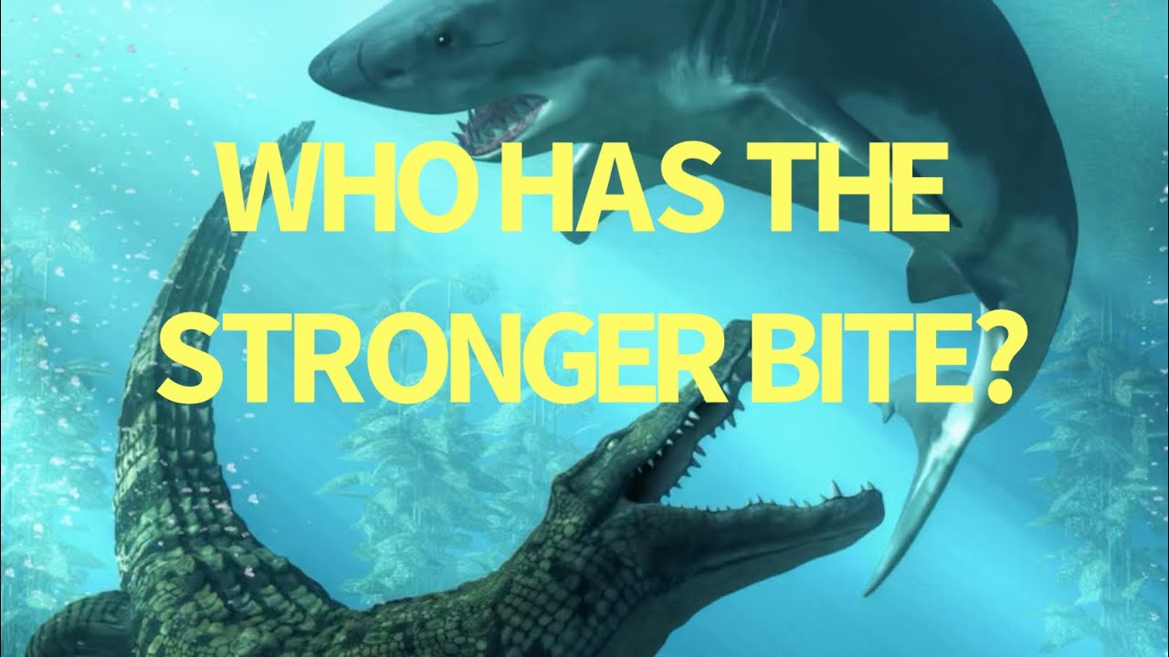 Crocodile vs. Shark: Who Has The Strongest Bite - YouTube