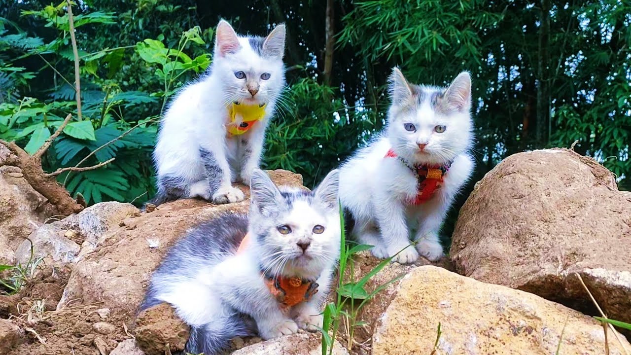 MEOW Funny Animal - kitten cats - meowing 678 - YouTube