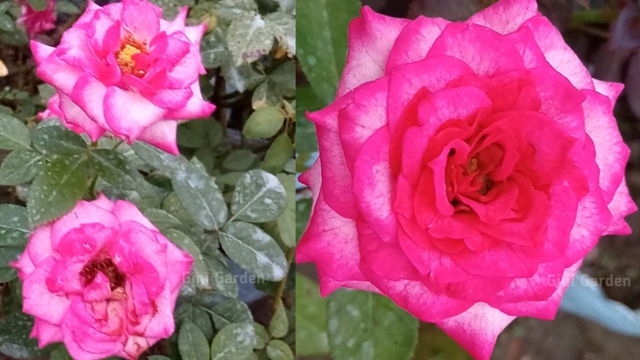 Merry go round Rose / Merry go round Rose Flower / Merry go round Rose ...