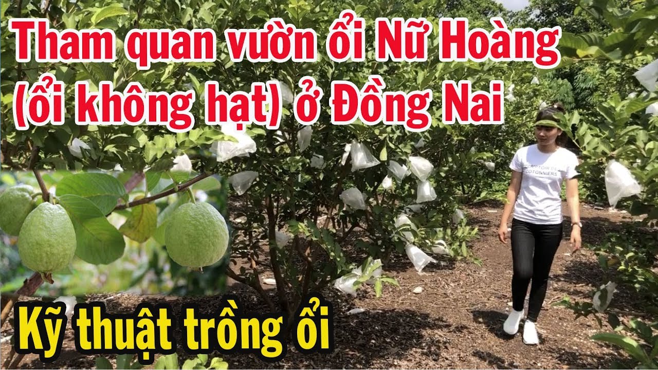 Du lịch miệt vườn: tham quan vườn ổi Nữ Hoàng (ổi không hạt) ở Đồng Nai ...