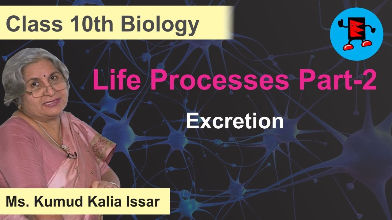 CBSE Class 10 Biology Life Processes Excretion - YouTube