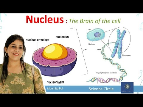 NUCLEUS: The Brain of the Cell - YouTube
