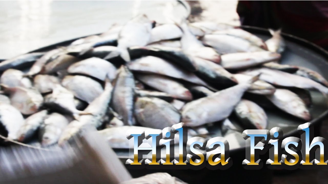 Baipail Biggest wholesale fish market | Hilsa Fish, Mini Rui Fish ...