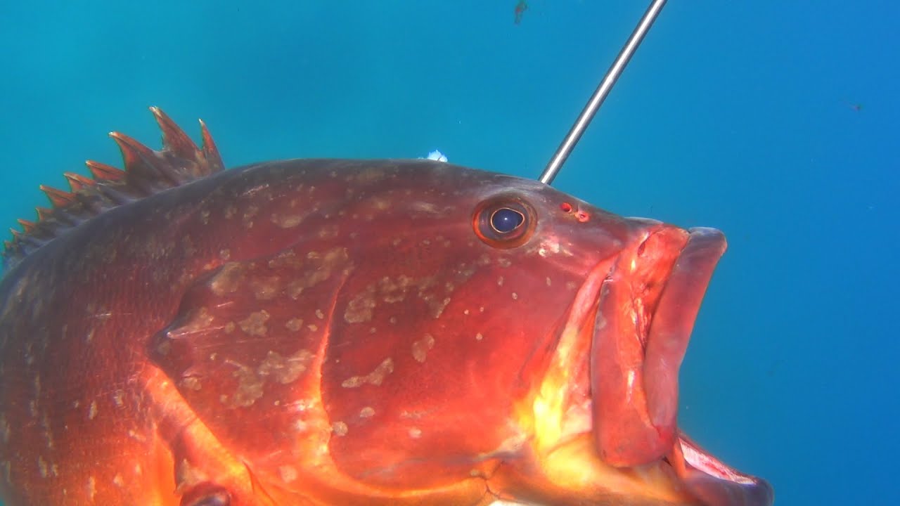 🔱SPEARFISHING IN BLACK WATER 💣ΨΑΡΟΝΤΟΥΦΕΚΟ ΣΕ ΜΑΥΡΑ ΝΕΡΑ - YouTube