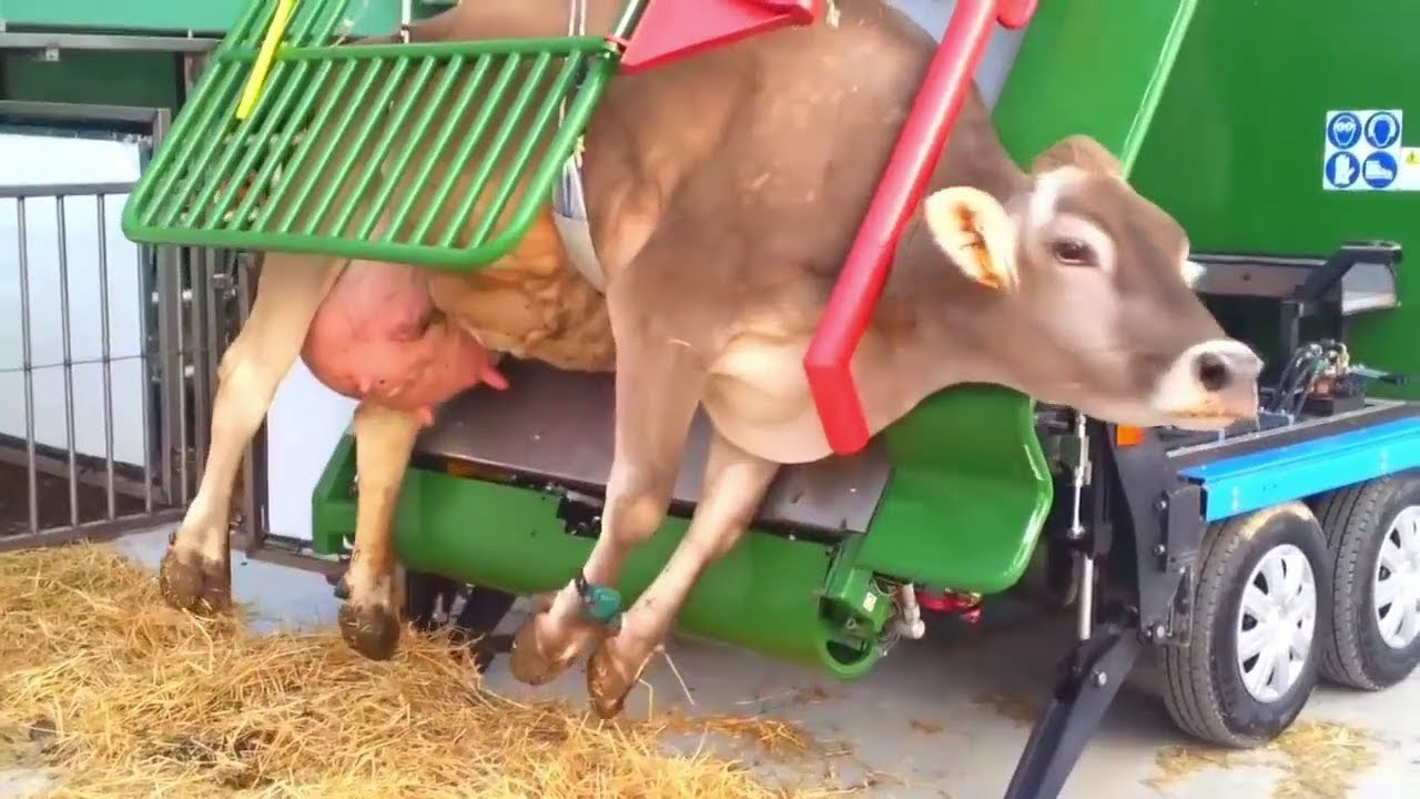 Amazing Food Processing Machines | Beef Rib Cutter - YouTube