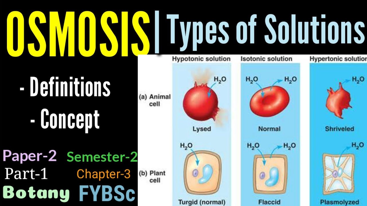 FYBSc|Sem-2/Pap-2|Ch-3(P1)| OSMOSIS -Definition | Types of Solution ...
