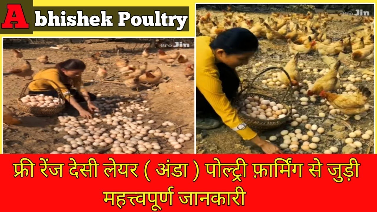 111, Free range rir murgi farm | bv 380 - bv 300 chicken | black ...