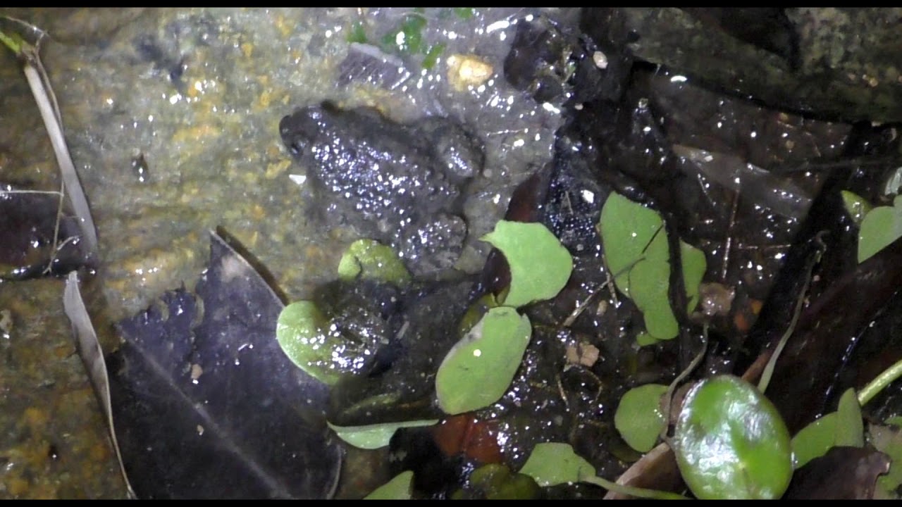Round tongued floating frog (Occidozyga martensii) - YouTube