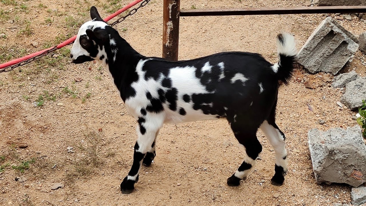 bohot Mubarak naam ki bakriya | pure quality barbari goats in Hyd M M ...