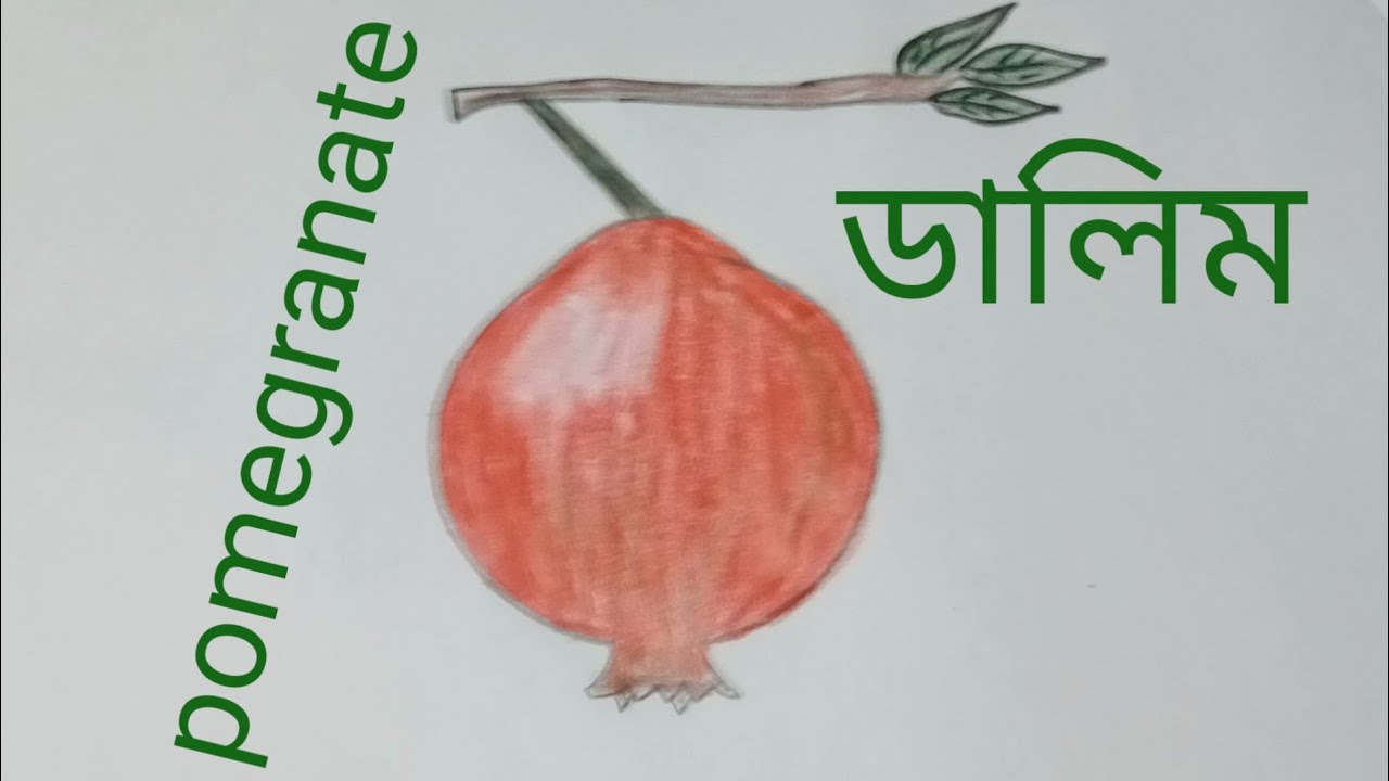 how to draw a pomegranate step by step# easy drawing#dalim# dalim art# ...