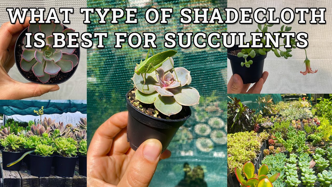 The best type of shade cloth to use for succulent plants - YouTube