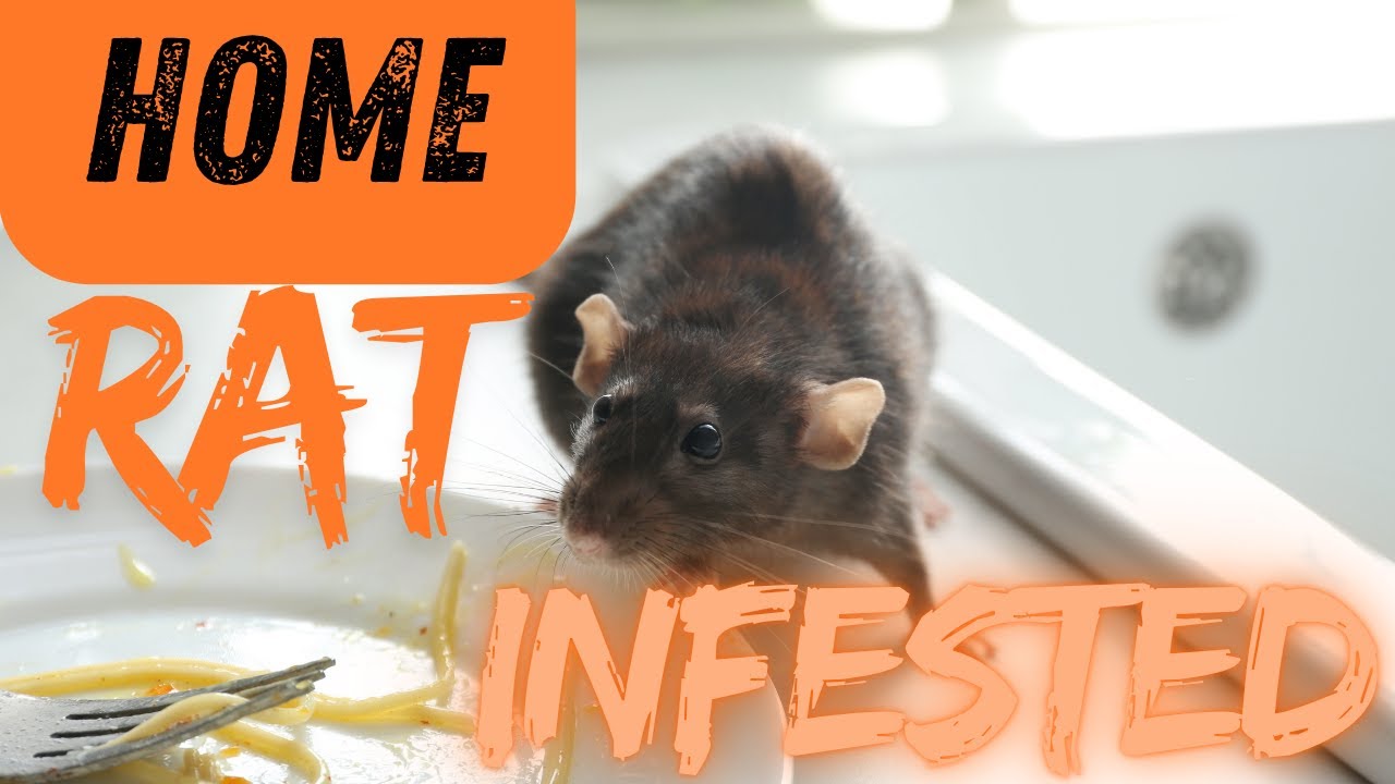 Rats Invade Irvine Neighborhood Residents Frustrated - YouTube