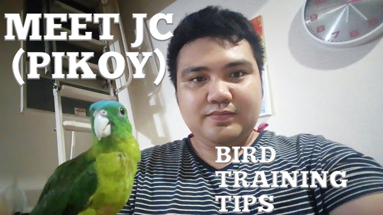 BIRD TRAINING TIPS || MEET JC (PIKOY) ||| BABS NATION - YouTube