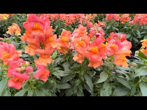 Are Snapdragons Perennials or Annuals? Discover the Truth About These ...
