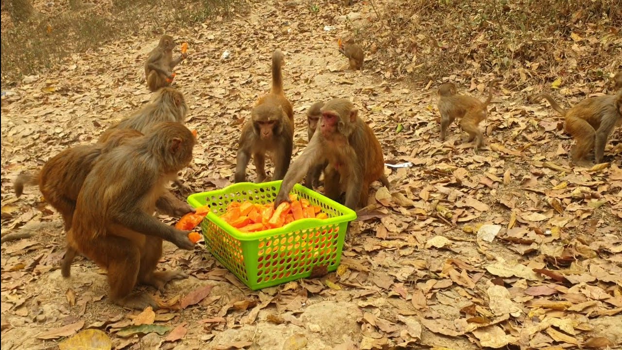Feeding papaya to the wild monkey || monkey love papaya - YouTube