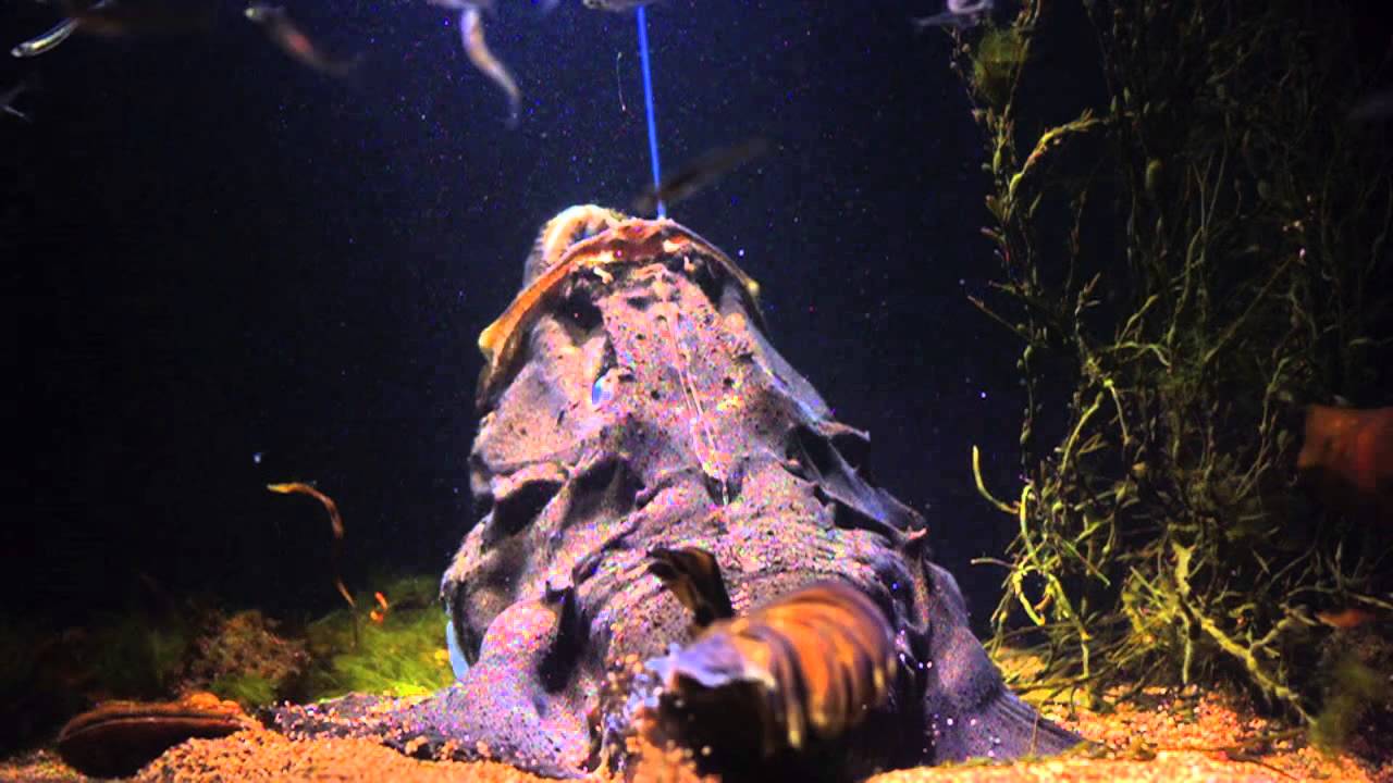 Goosefish eats in slow motion - YouTube