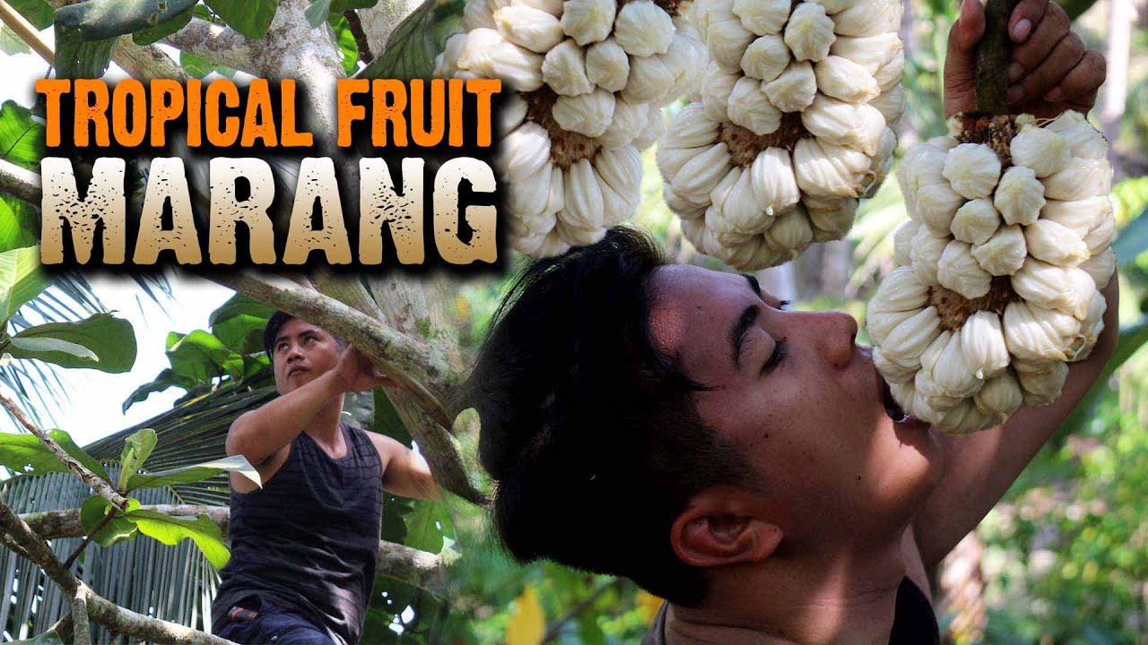 Pangunguha ng Marang - YouTube