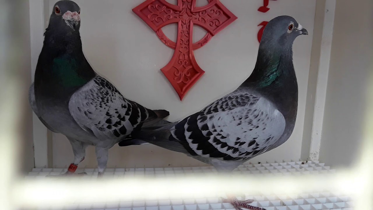 Racing homers (Mike Ganus Family Loft) - YouTube