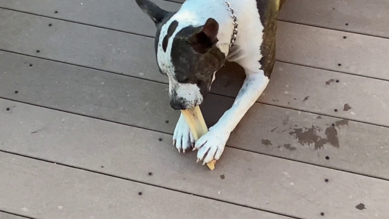 Back yard dog chew on cow bone bought at feed & seed store cow bone ...