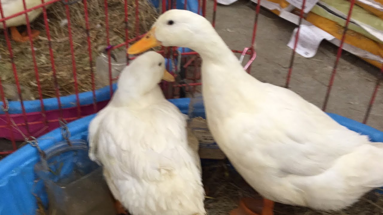 Duck Hospital... Live Stream Jan 18, 2018 - YouTube