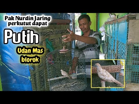 Unik Dan Langka 😱 Perkutut Lokal Alam _ Putih Udan Mas Blorok _ Di ...