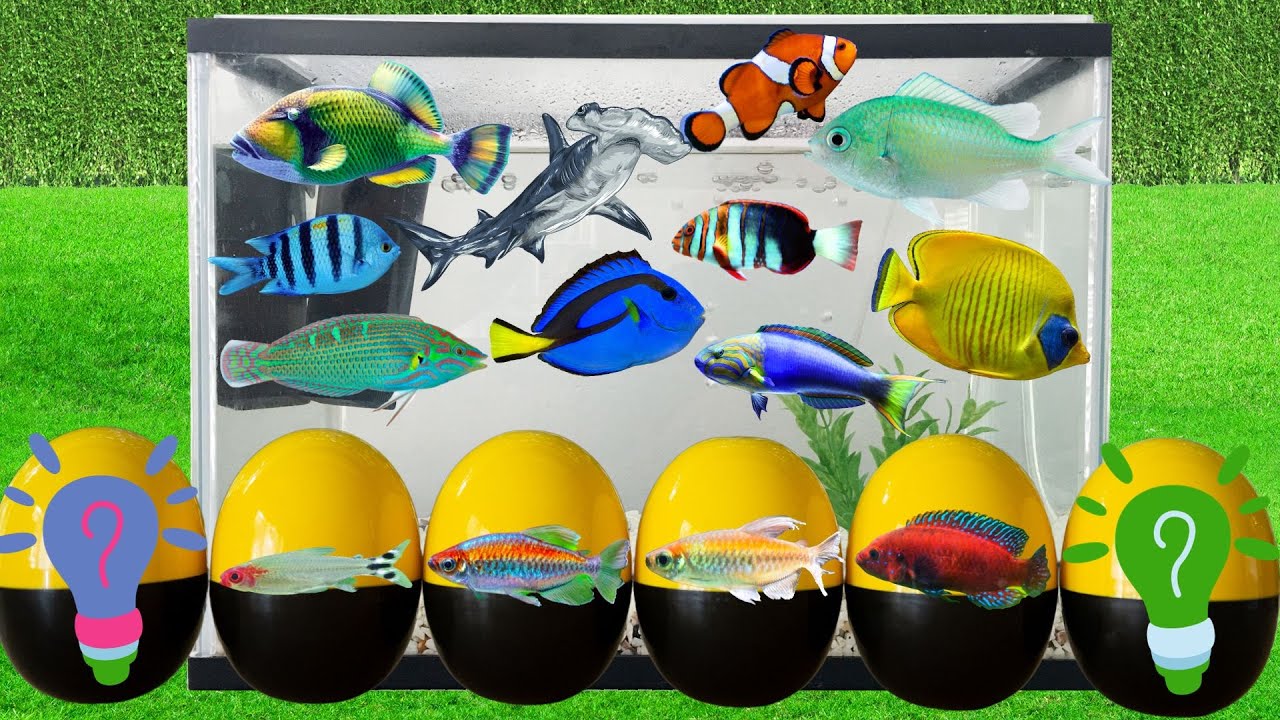 Colorful surprise eggs, lobster, snake, platy fish, betta fish, gorilla ...