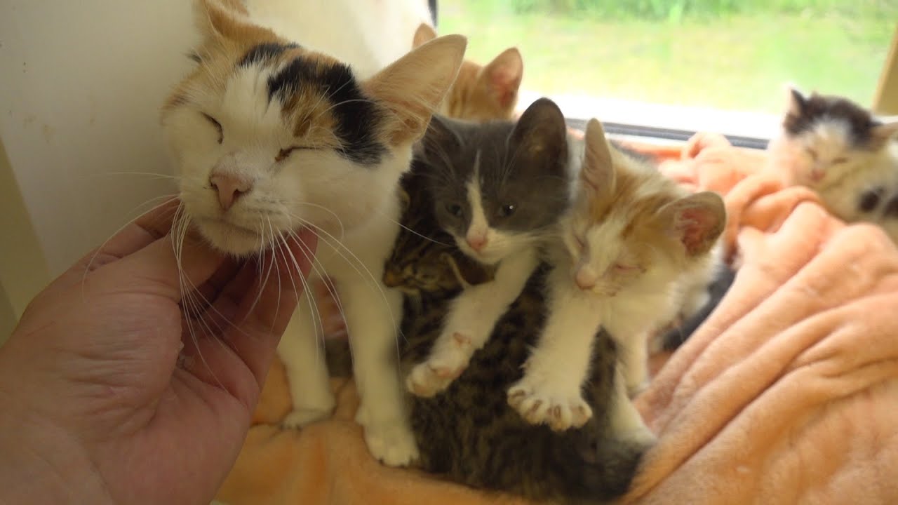 5 kittens behind the scenes of live stream today - YouTube