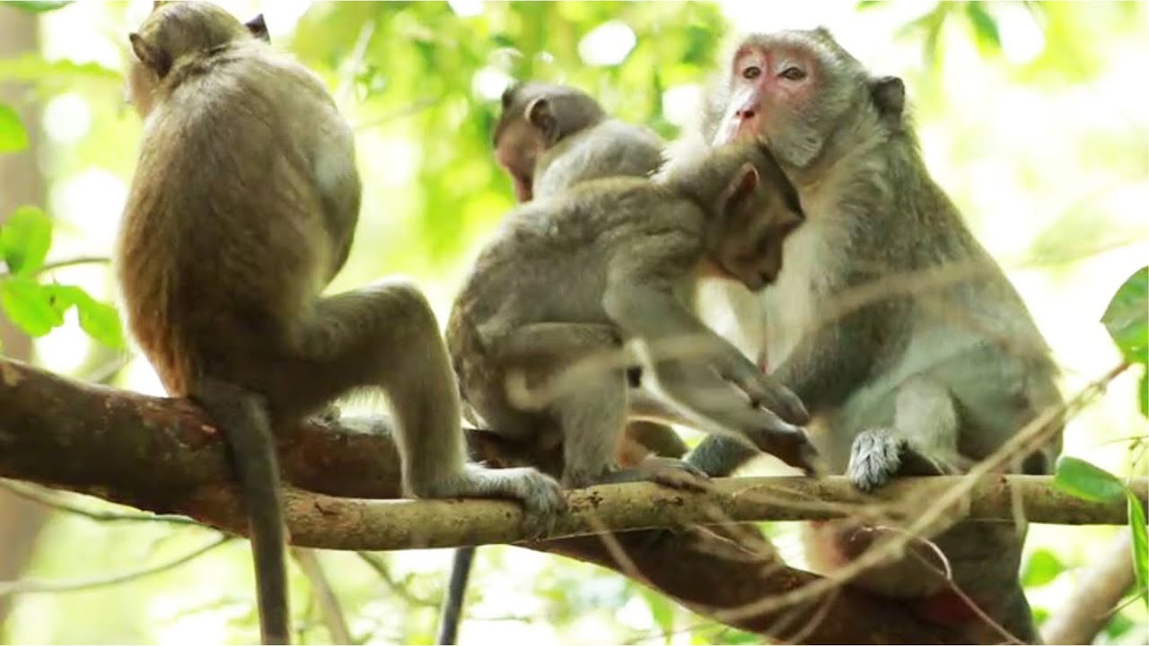 Monkey jane and Jody - Jazzy on treeon 0ct 25, 2022,G-Maz..763.Ambe ...