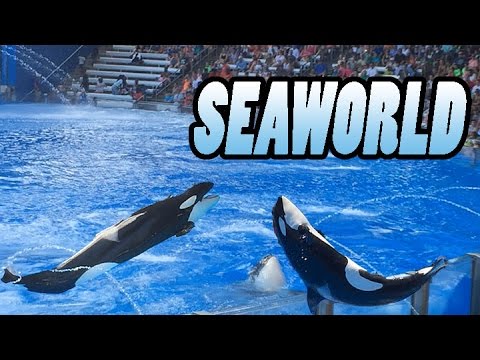 Shamu's Happy Harbor | Orlando Florida SeaWorld - YouTube