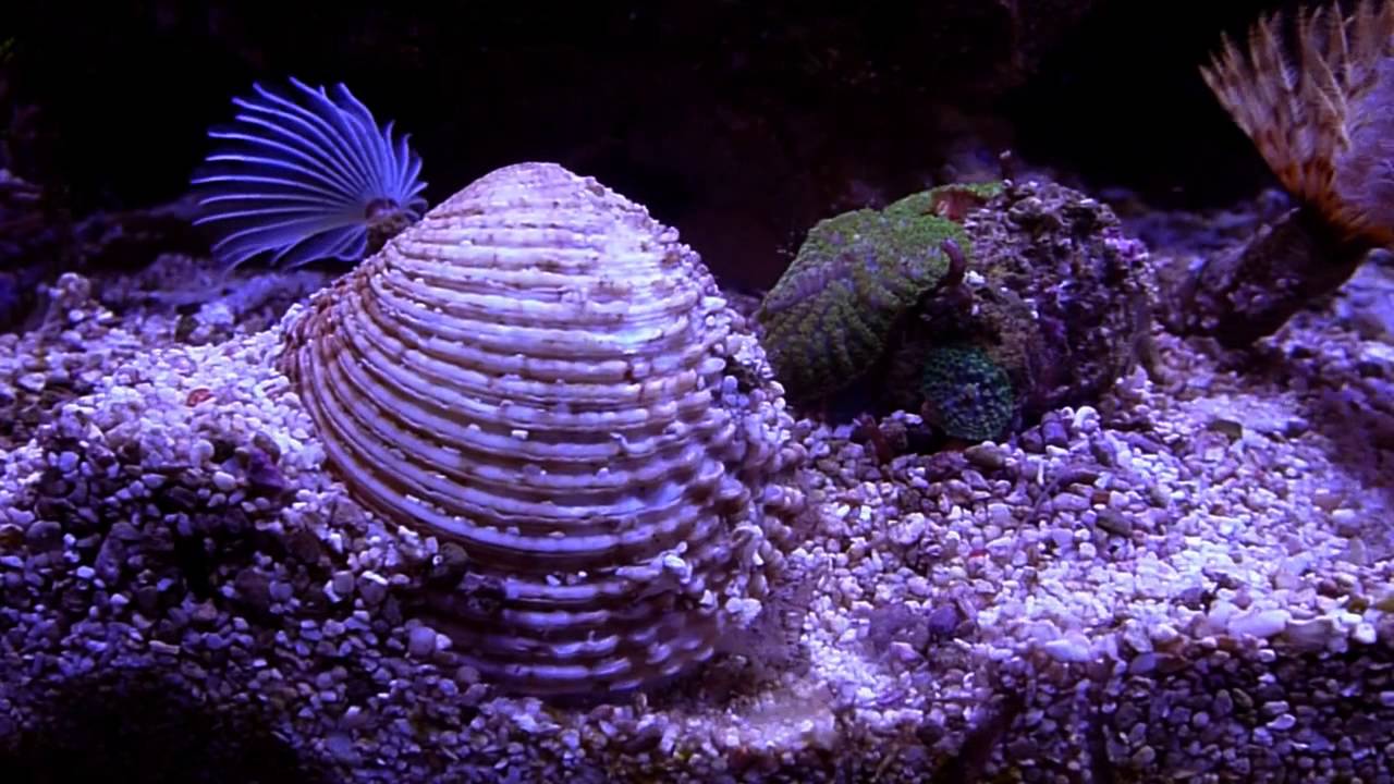 Ruditapes decussatus - YouTube