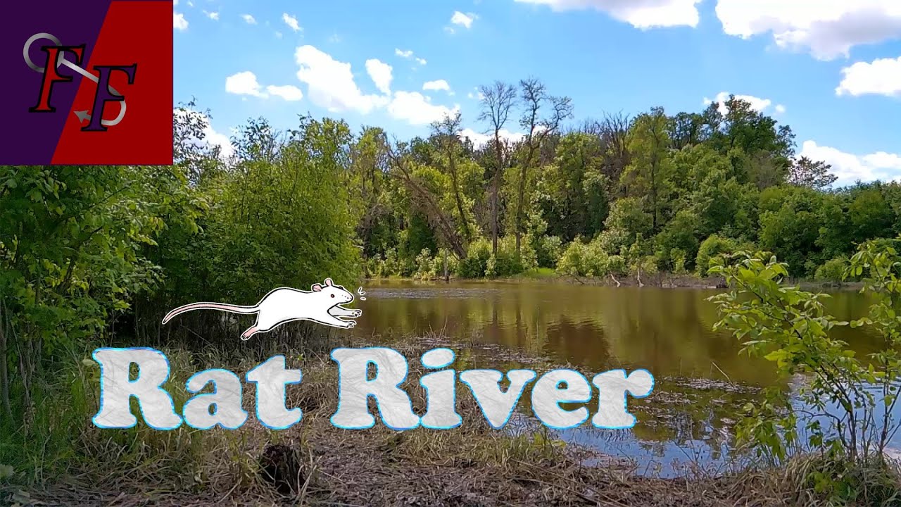 Rat River Fishing // New species sneak in - YouTube