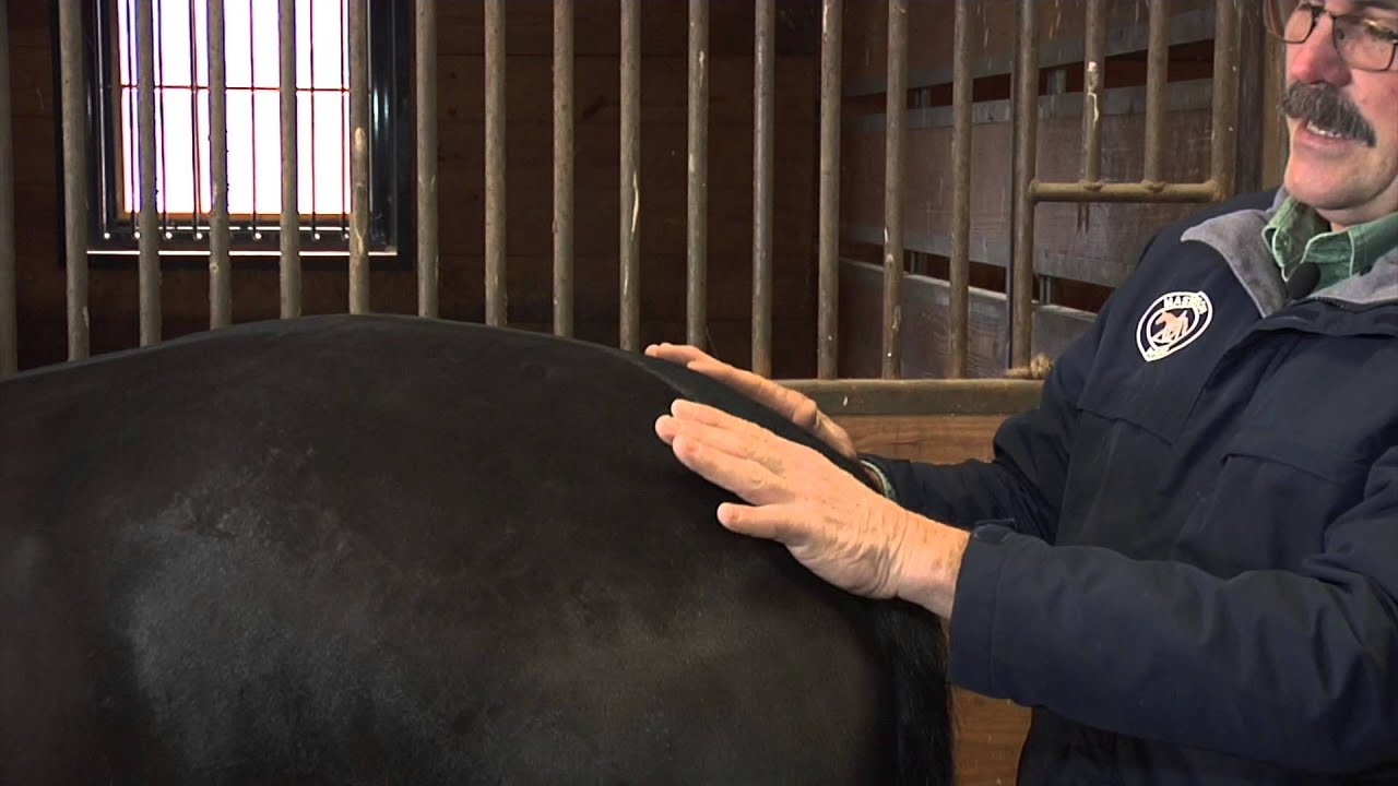 Hind End Release Points With Jim Masterson - YouTube