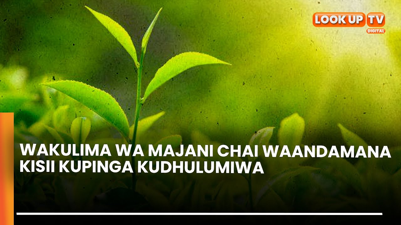 Wakulima Wa Majani Chai Waandamana Kisii Kupinga Kudhulumiwa - YouTube
