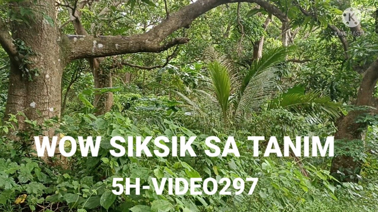 #20,000 PUNO NG SAGING #10,000+ NA PUNO NG MAHOGANY #500+ PUNO NG MANGA ...