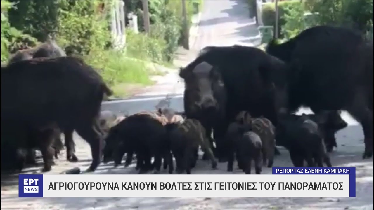 Αυξάνονται τα αγριογούρουνα στο πολεοδομικό συγκρότημα της Θεσσαλονίκης ...