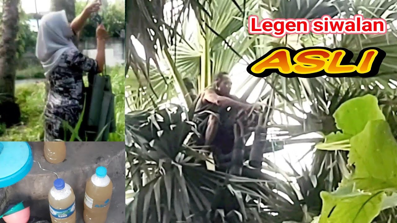 LEGEN SIWALAN ️ proses pengambilan minuman tradisional,minuman khas ...