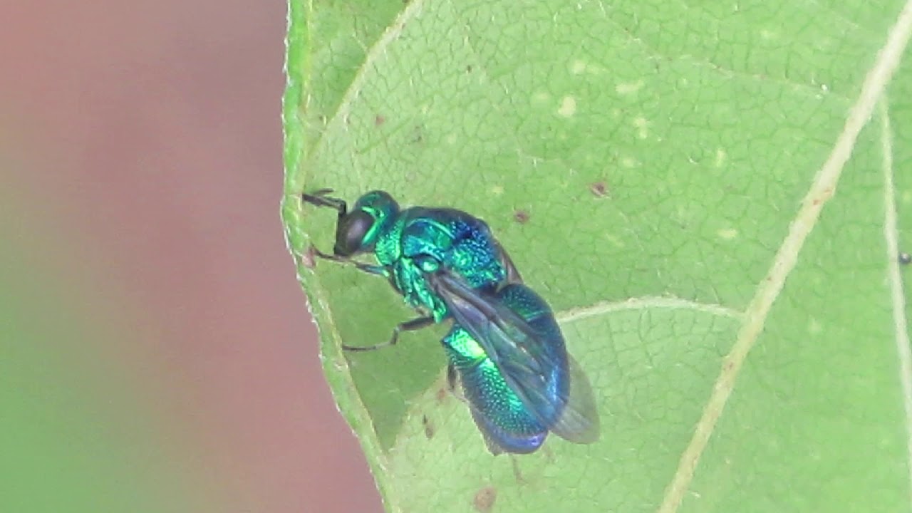 la guêpe coucou ou guêpe bleue - YouTube