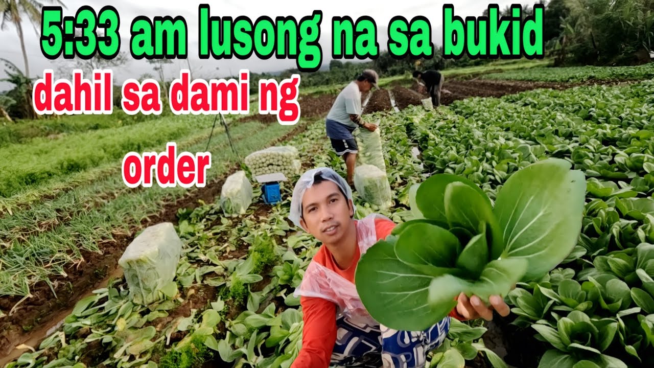 Ma agang lusong sa bukid sa dami ng order - YouTube